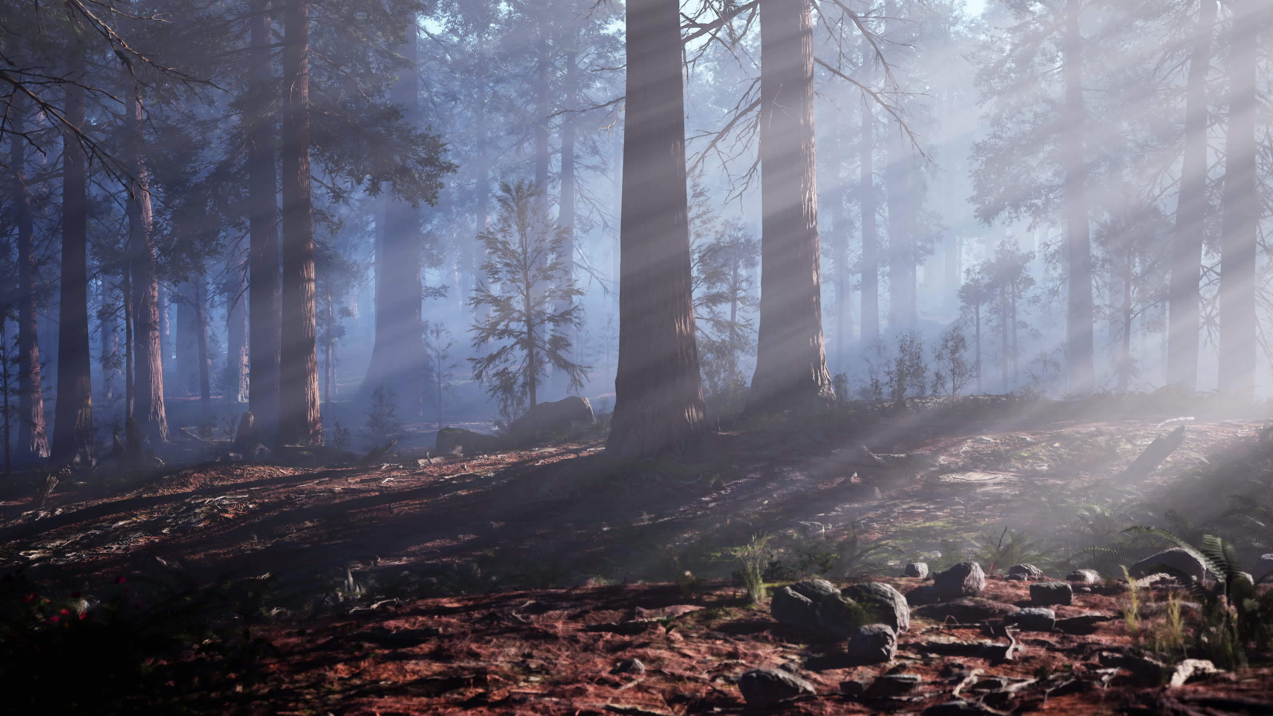 A forest filled with lots of trees covered in fog 42643079 Stock Video ...