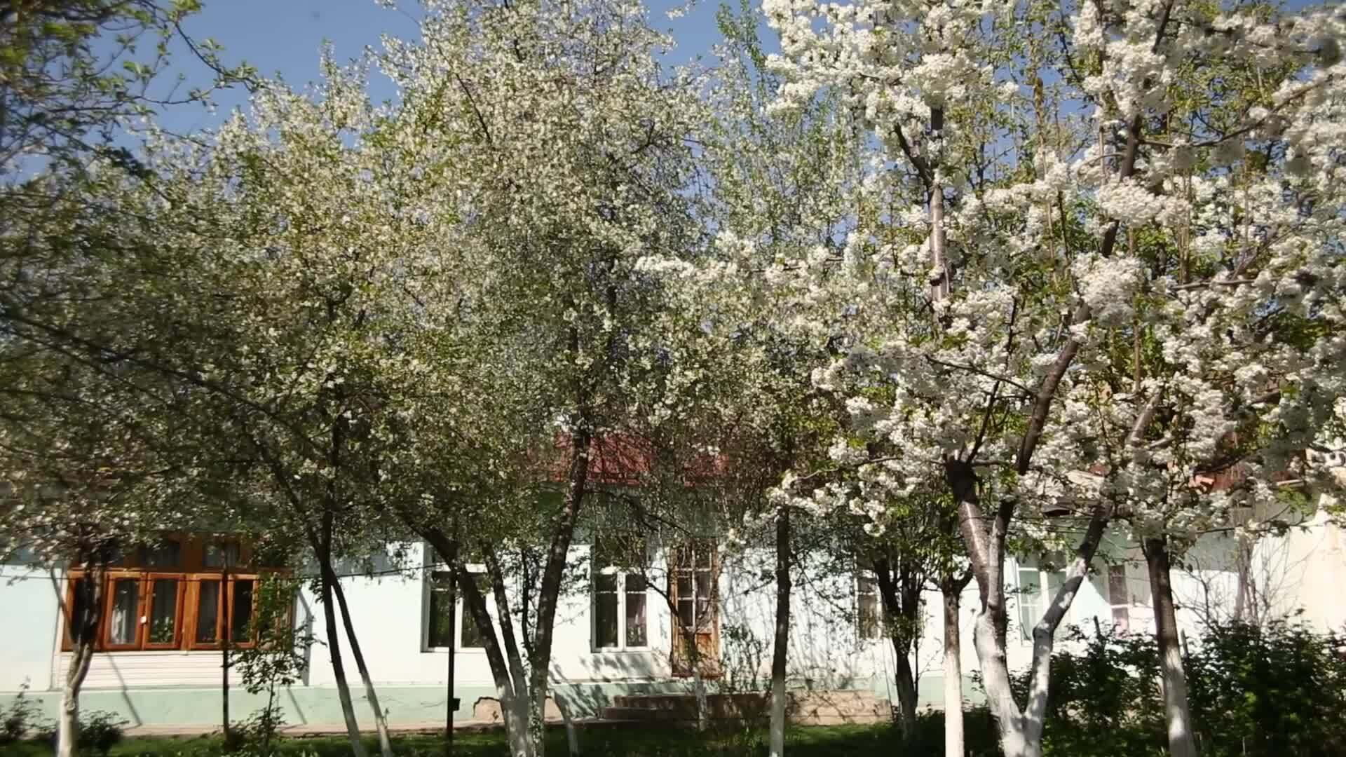 Blooming apple and cherry trees in the garden. 42650395 Stock Video at ...