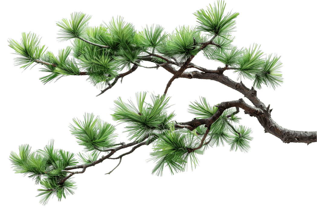 Pine Branch PNGs for Free Download