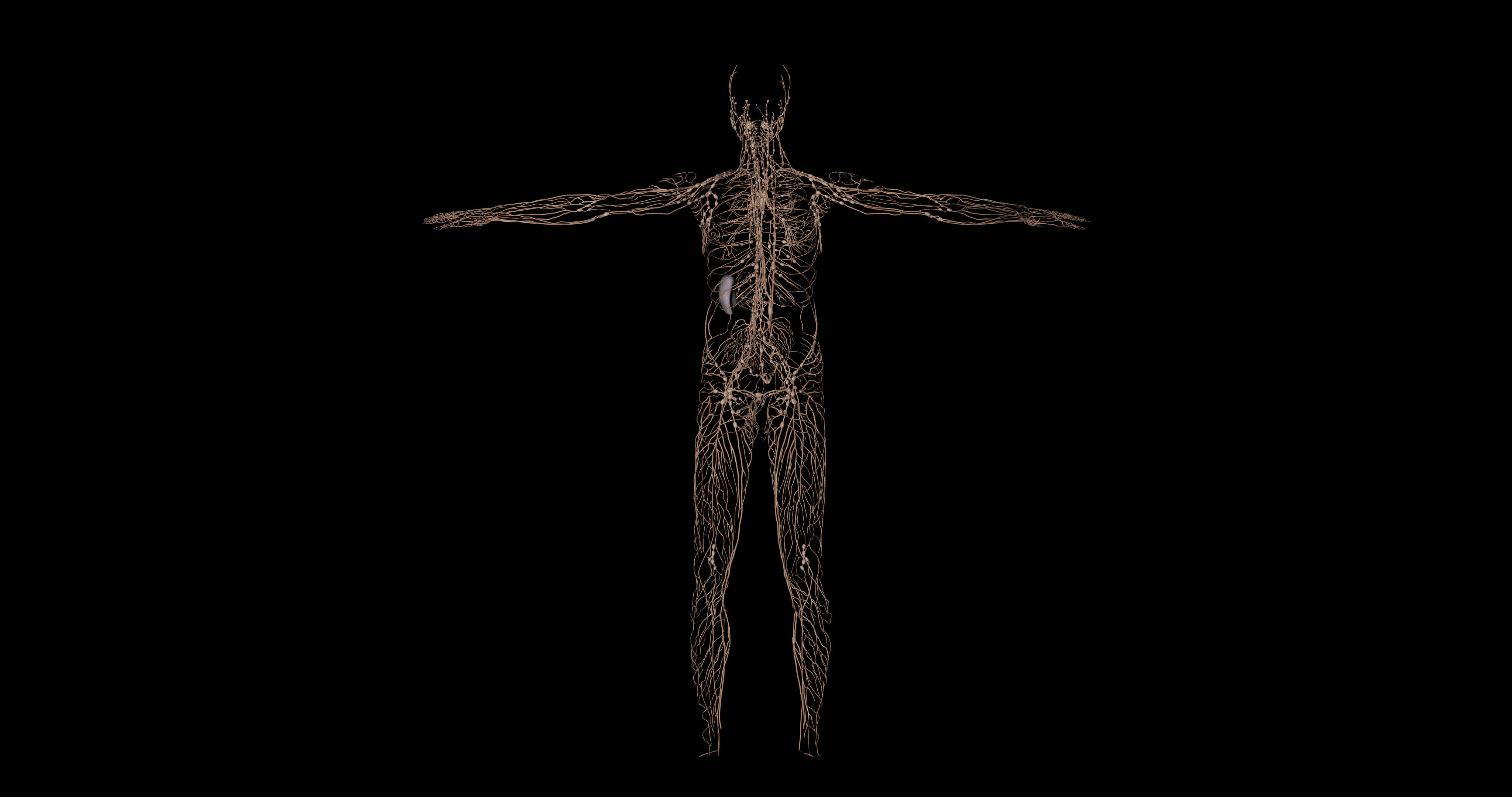Lymphatic System with Spleen and Thymus of a Human Body in Rotation ... Lymphatic System with Spleen and Thymus of a Human Body in Rotation ...