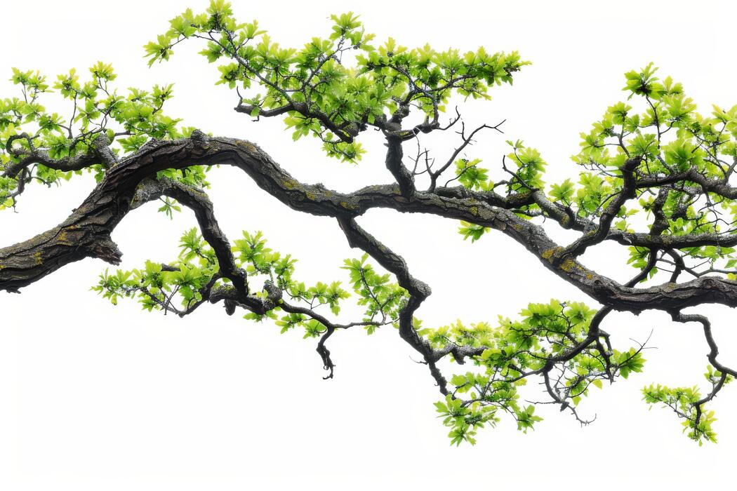 Tree Branch Background Stock Photos, Images and Backgrounds for Free ...