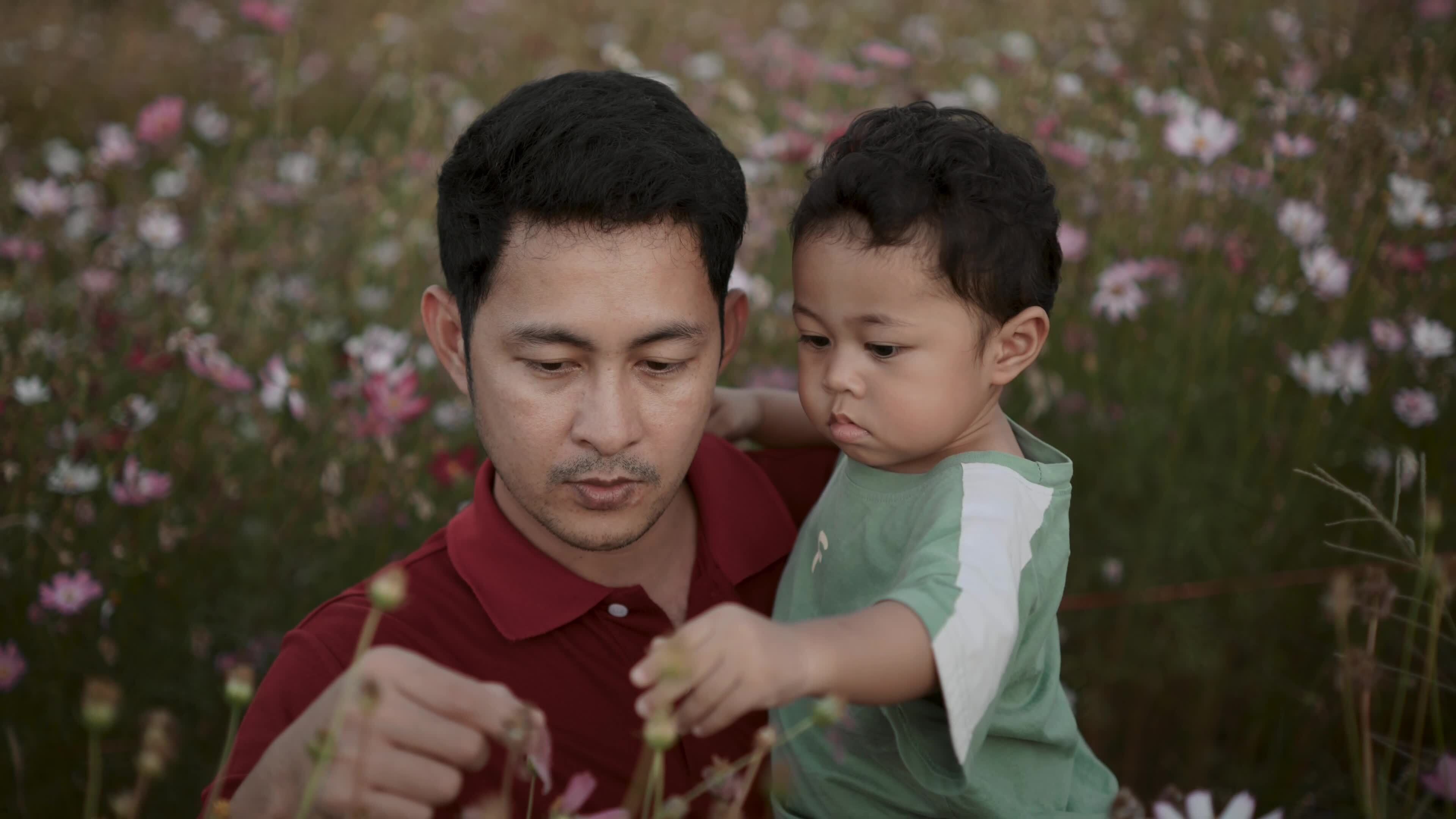 Father and son caressing flowers at sunset 42800626 Stock Video at Vecteezy