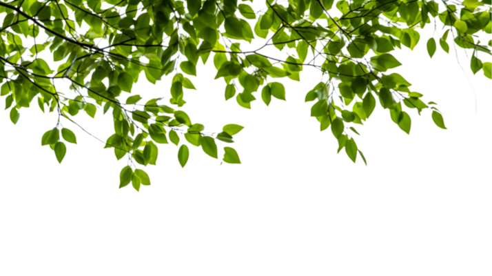 Tree Leaves PNGs for Free Download Tree Leaves PNGs for Free Download