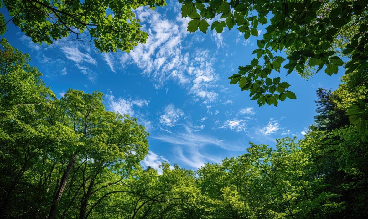 Green Trees Blue Sky Stock Photos, Images and Backgrounds for Free Download