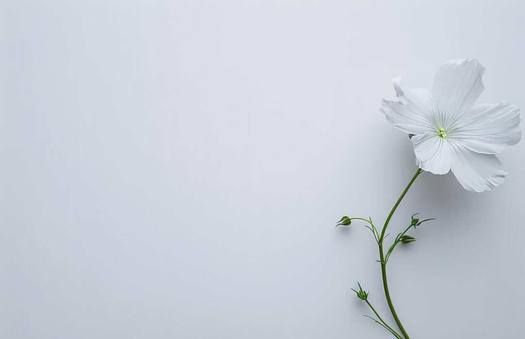 Minimalist Flower Background Stock Photos, Images and Backgrounds for ...