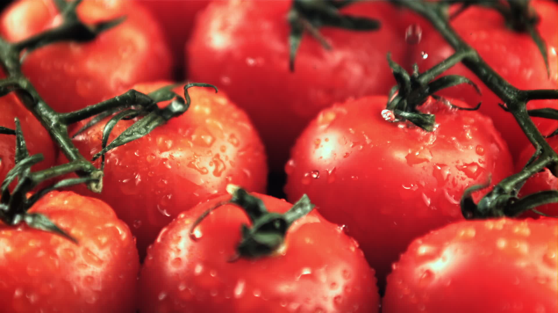 Tomato Crop Stock Video Footage for Free Download