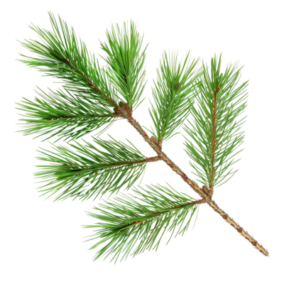 Pine Needles PNGs for Free Download