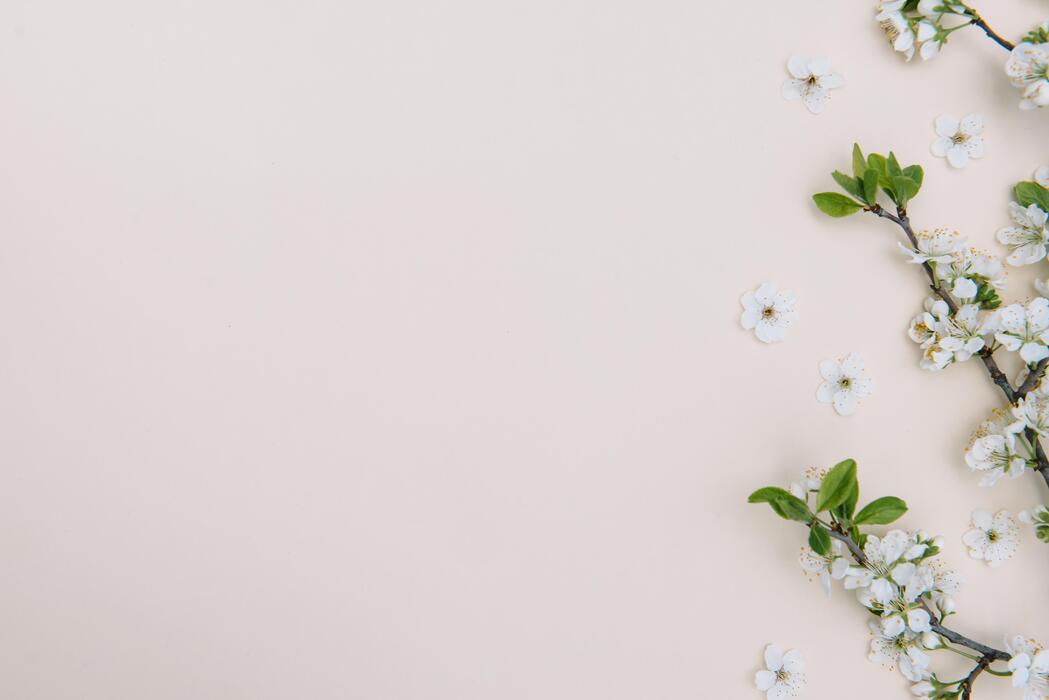 Minimalist Flower Background Stock Photos, Images and Backgrounds for ...