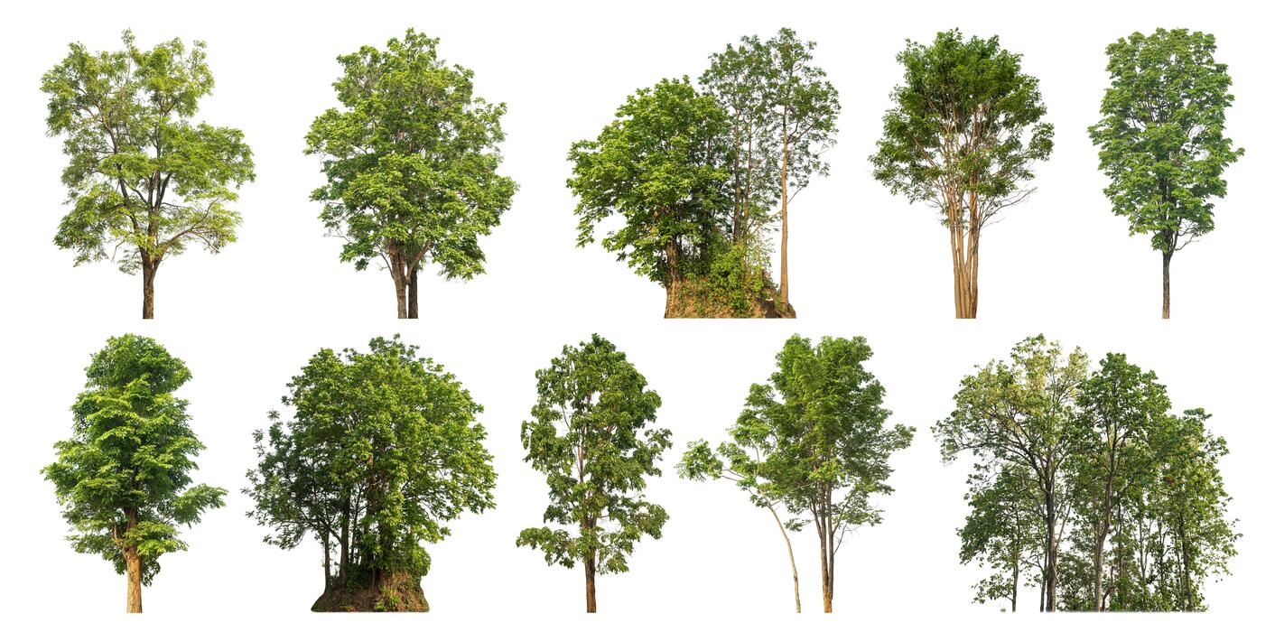 Tree Flow Chart Stock Photos, Images and Backgrounds for Free Download