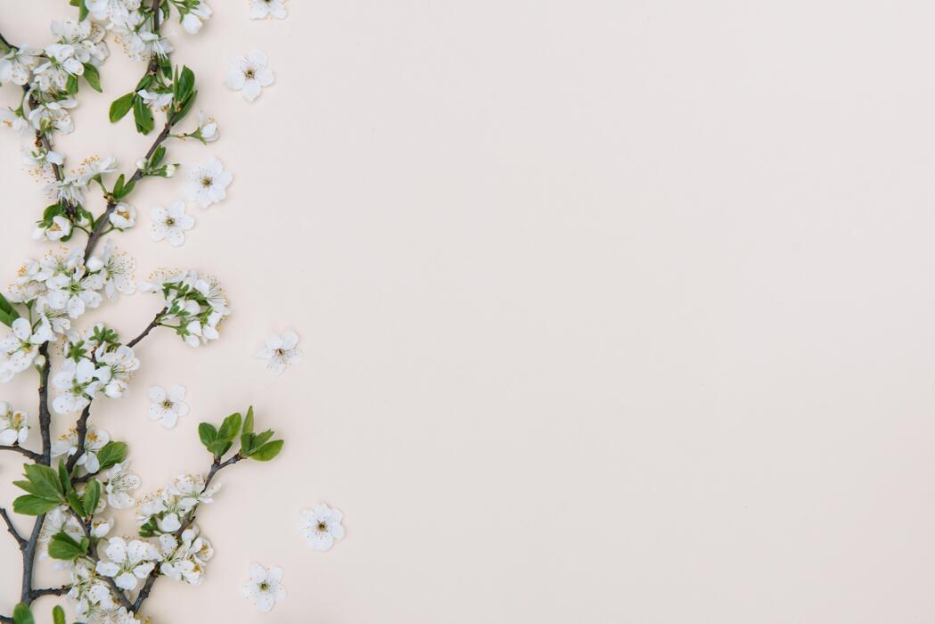 Minimalist Flower Background Stock Photos, Images and Backgrounds for ...