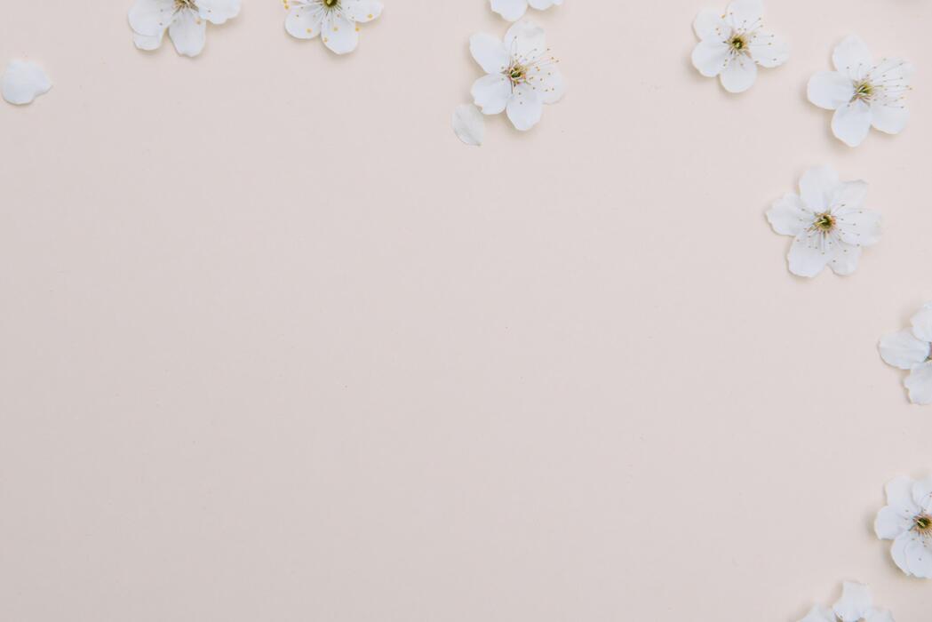 Minimalist Flower Background Stock Photos, Images and Backgrounds for ...