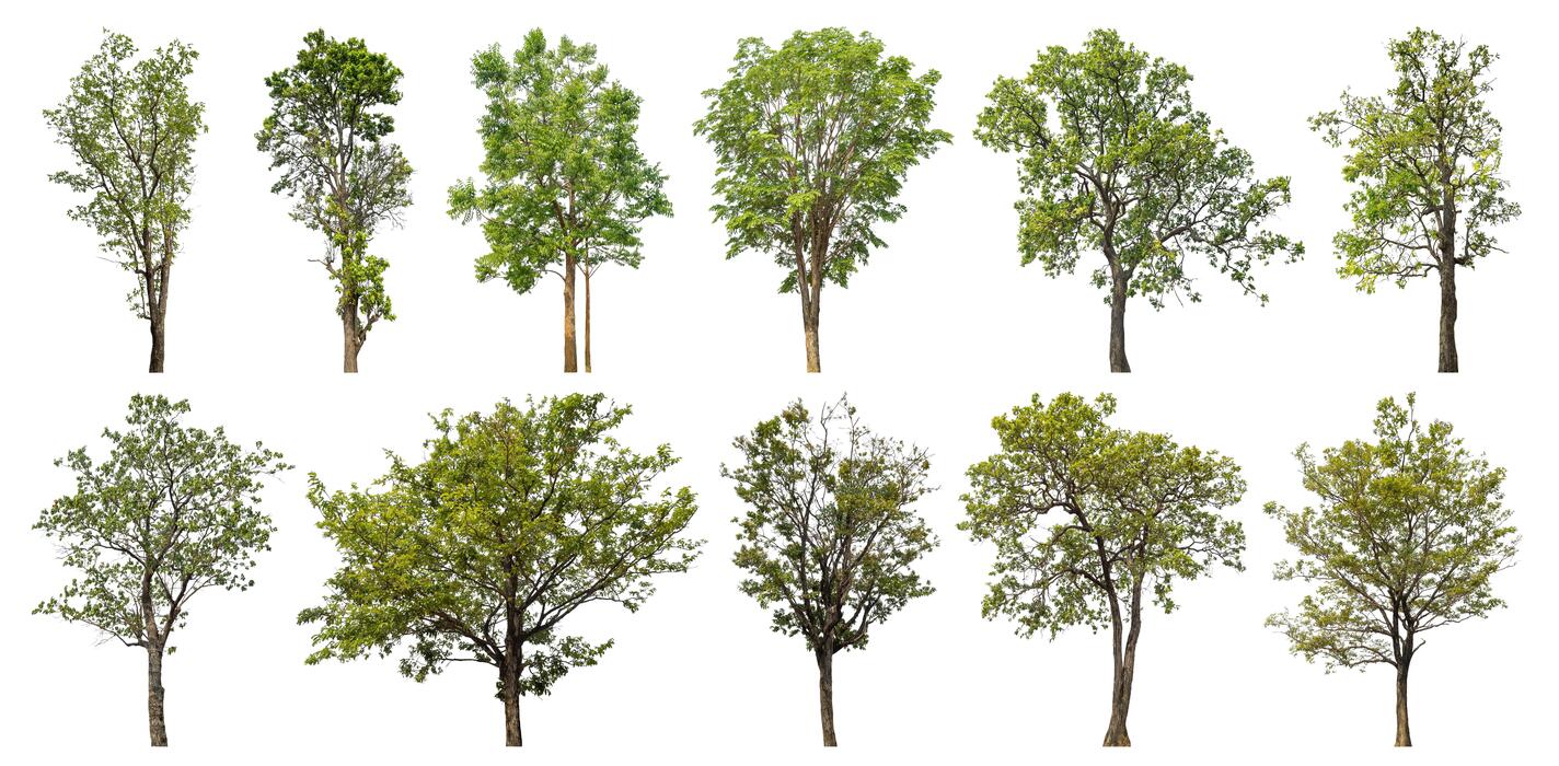 Tree Flow Chart Stock Photos, Images and Backgrounds for Free Download