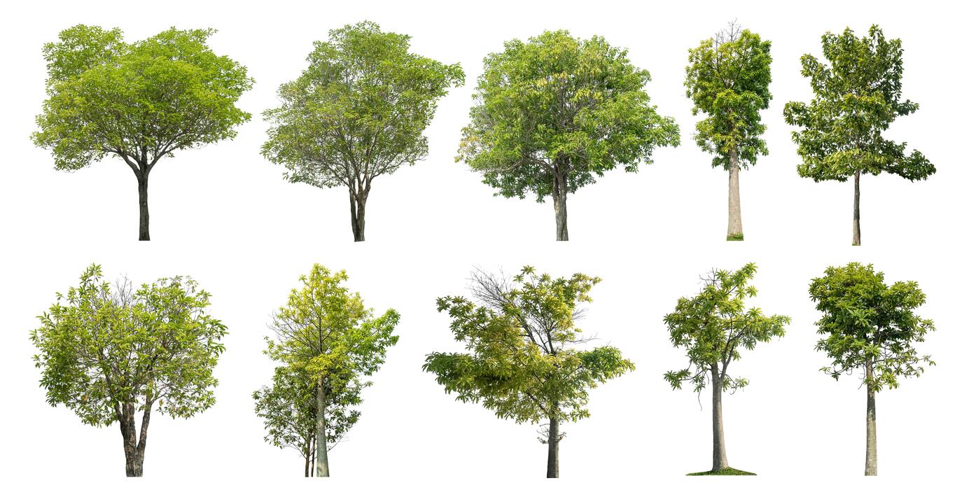 Tree Flow Chart Stock Photos, Images and Backgrounds for Free Download