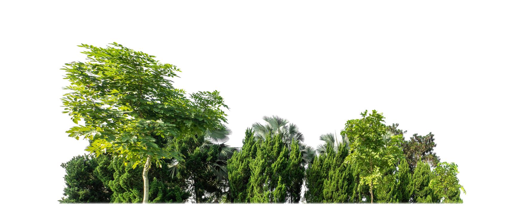 Tree Banner Stock Photos, Images and Backgrounds for Free Download