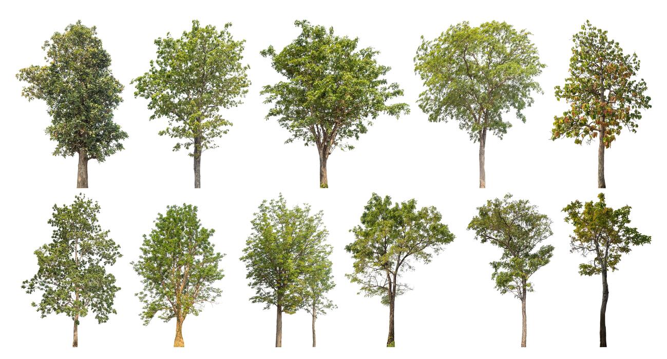 Tree Flow Chart Stock Photos, Images and Backgrounds for Free Download