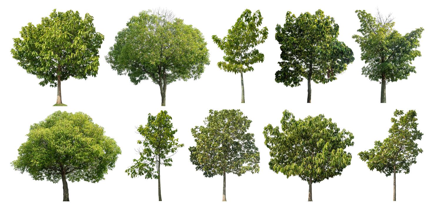 Tree Flow Chart Stock Photos, Images and Backgrounds for Free Download