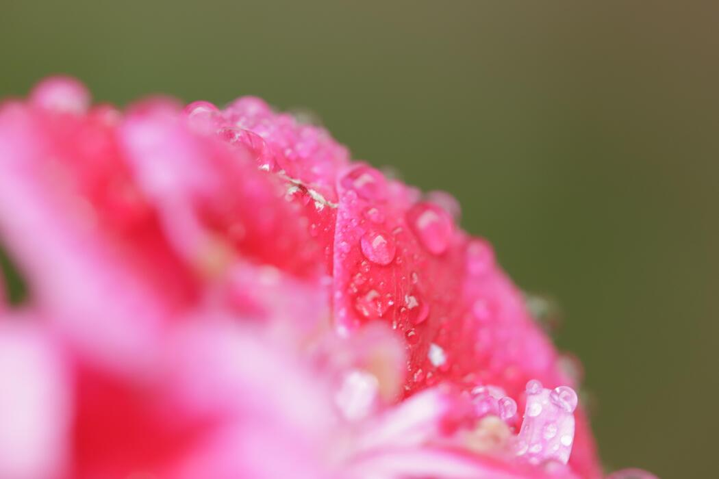 Rose Water Drops Stock Photos, Images and Backgrounds for Free Download