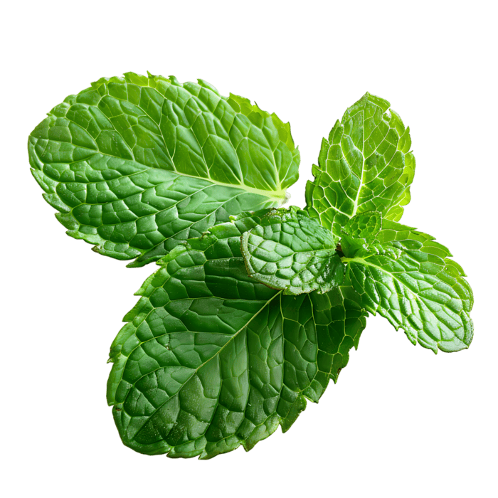 Mint Leaves PNGs for Free Download