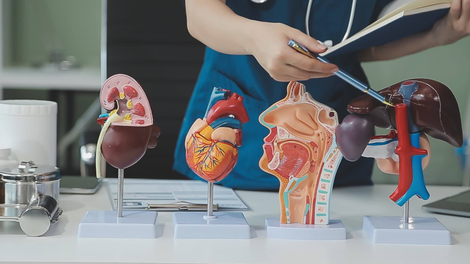 Gynecologist Doctor Points To Model Of Female Reproductive System In