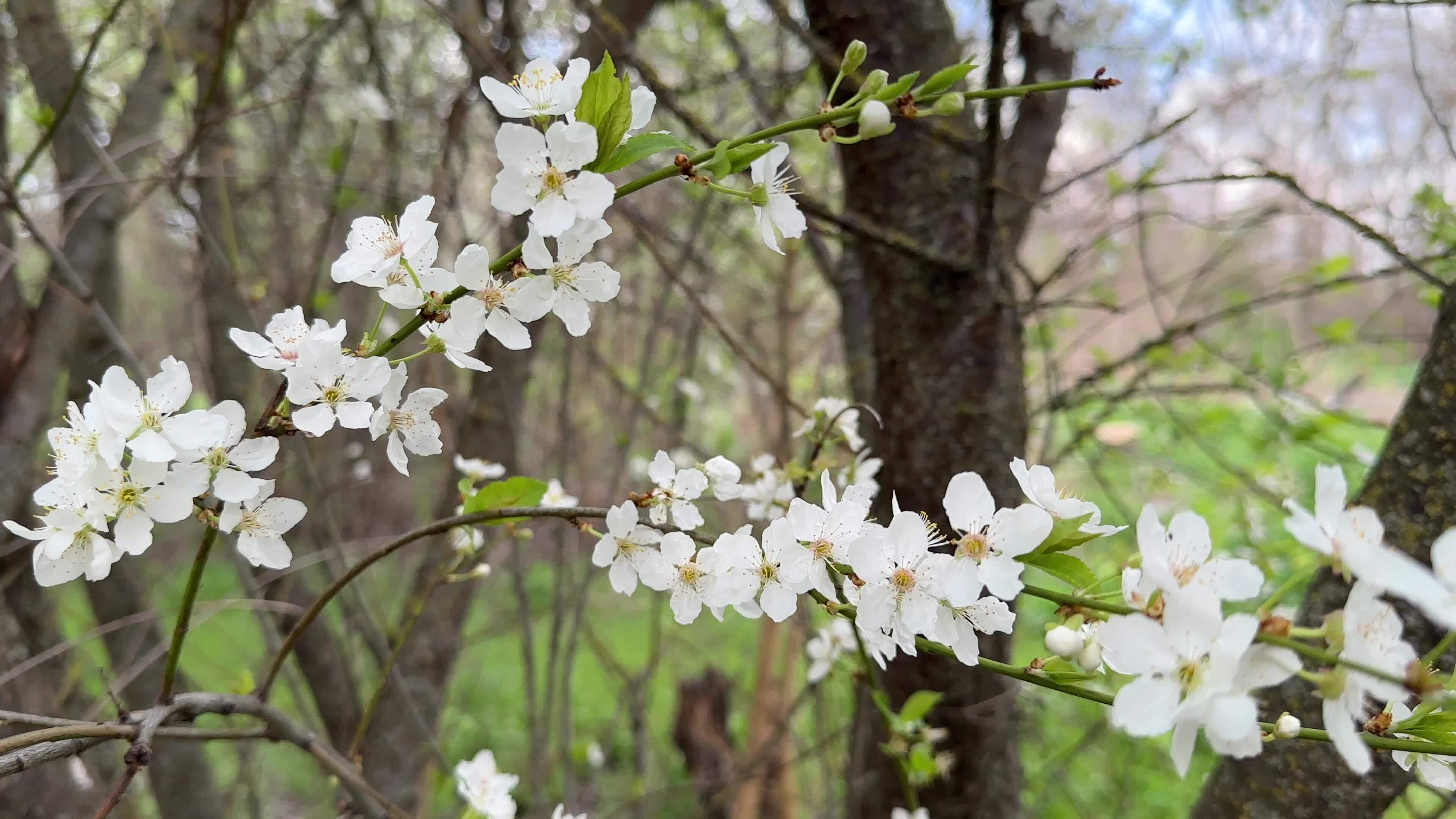 A blooming plum tree in the garden against the sky 43974403 Stock Video ...