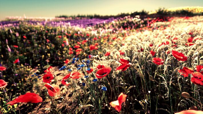 Flowers Stock Video Footage for Free Download