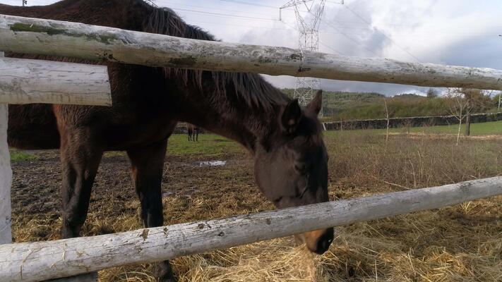 Horse Stock Video Footage for Free Download