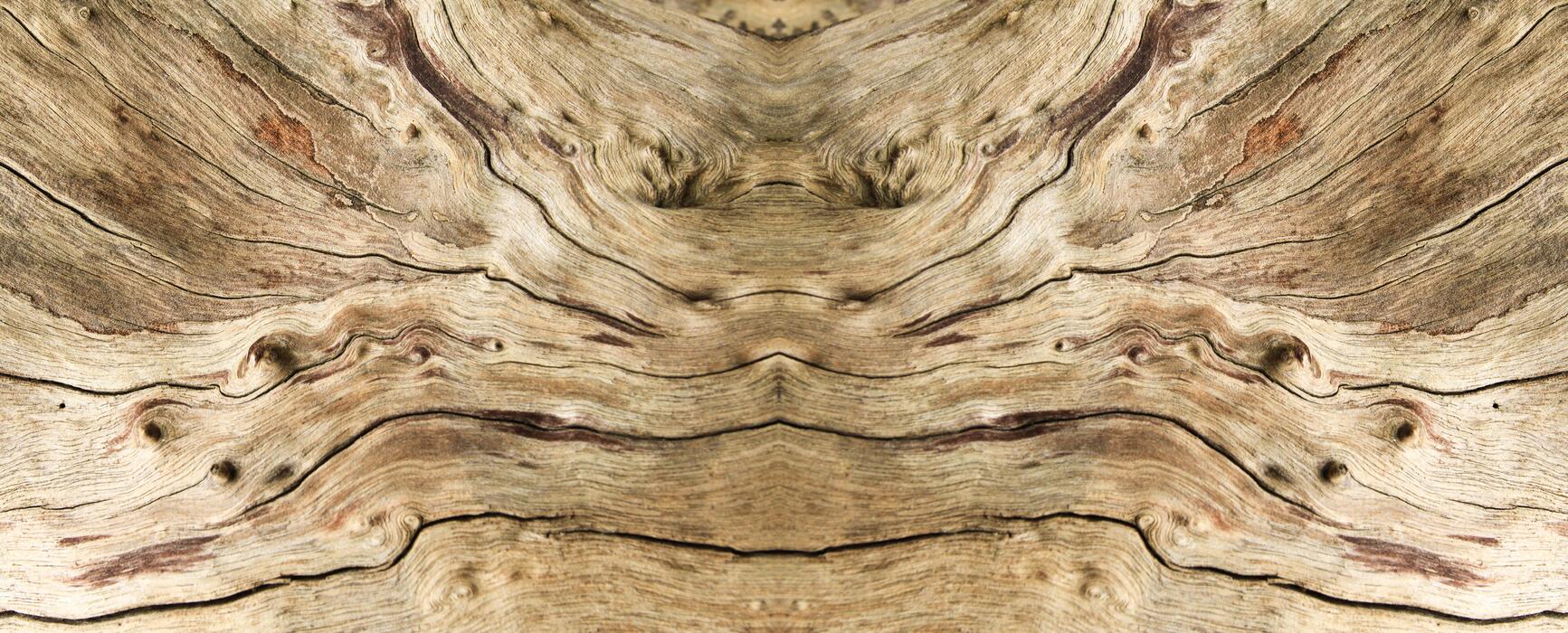 Tree Trunk Pattern Stock Photos, Images and Backgrounds for Free Download