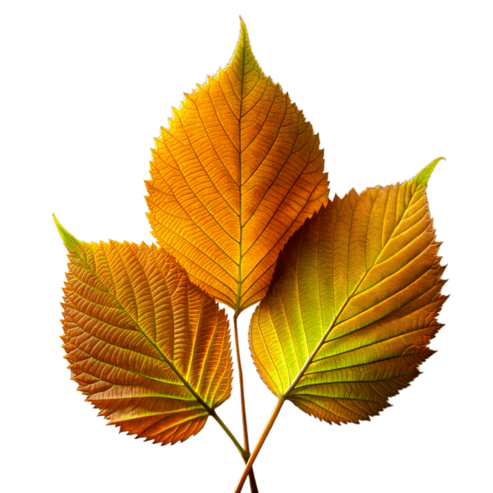 Golden Leaves PNGs for Free Download