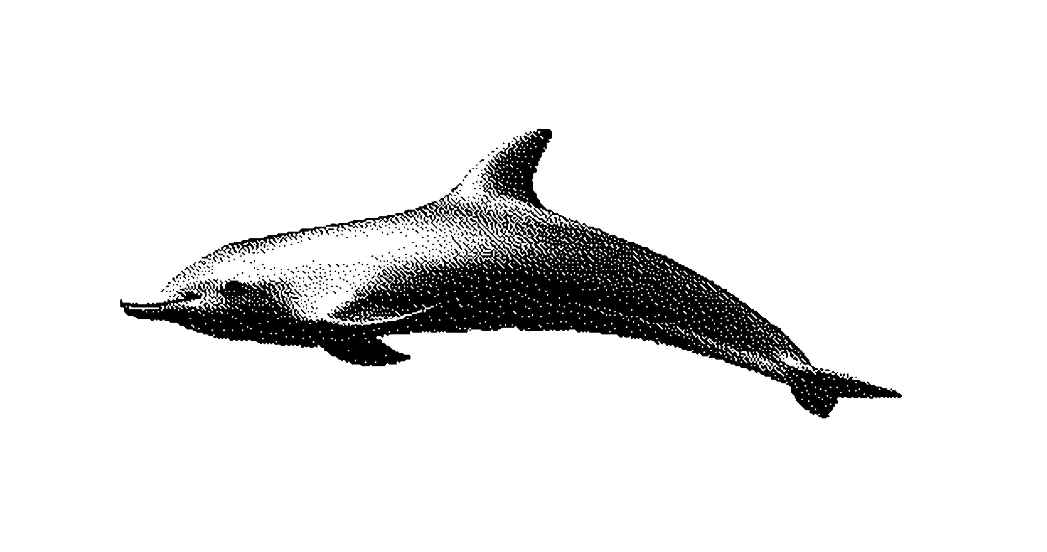 Stipple Drawing Of Dolphin 2d Animation Motion Graphics Seamless Looping Animation 44258451