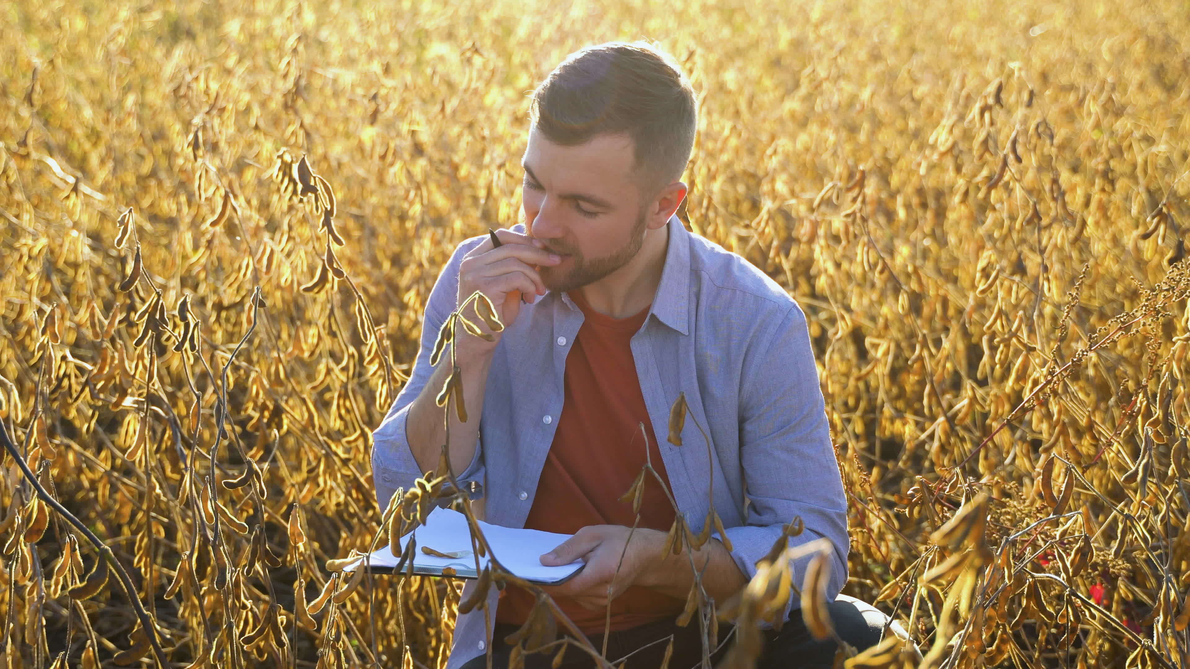 Agronomist Inspecting Soya Bean Crops Growing In The Farm Field