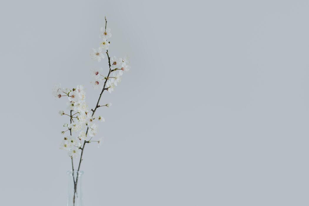 Minimalist Flower Background Stock Photos, Images and Backgrounds for ...