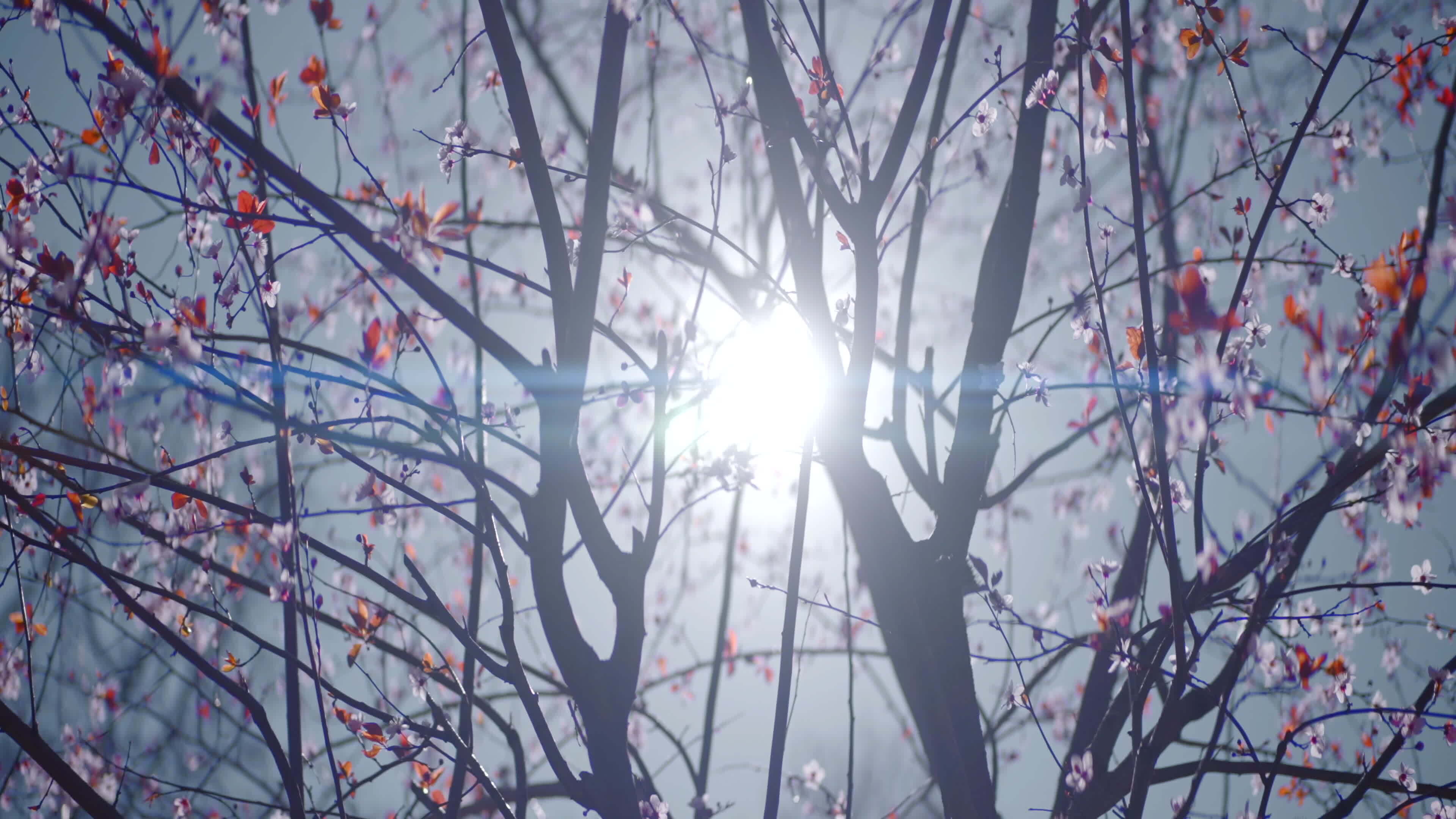 Tree with rare leaves on background of bright sun. Action. Bright white sun flashes behind bare ...