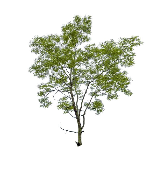 Tree Without Background Stock Photos, Images and Backgrounds for Free ...