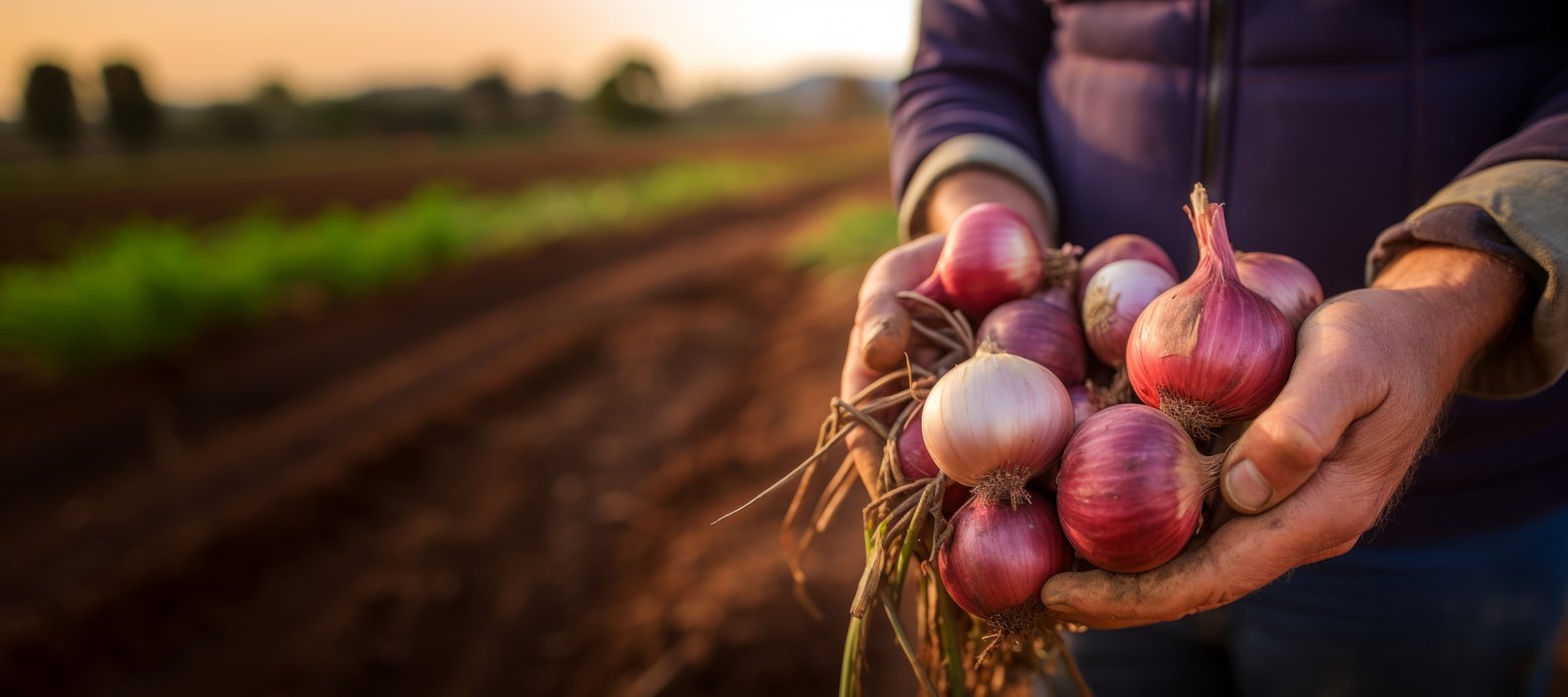 Onion Farming Stock Photos, Images and Backgrounds for Free Download