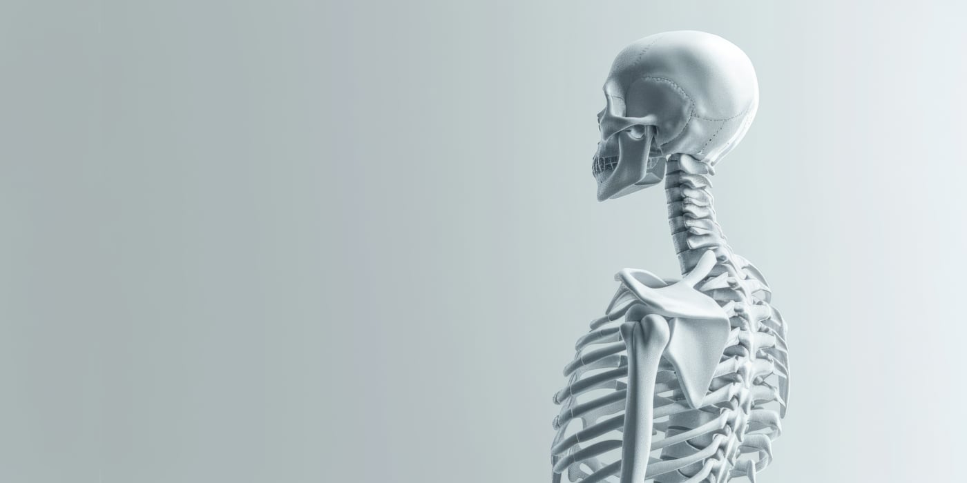 Human Skeleton Stock Photos, Images and Backgrounds for Free Download
