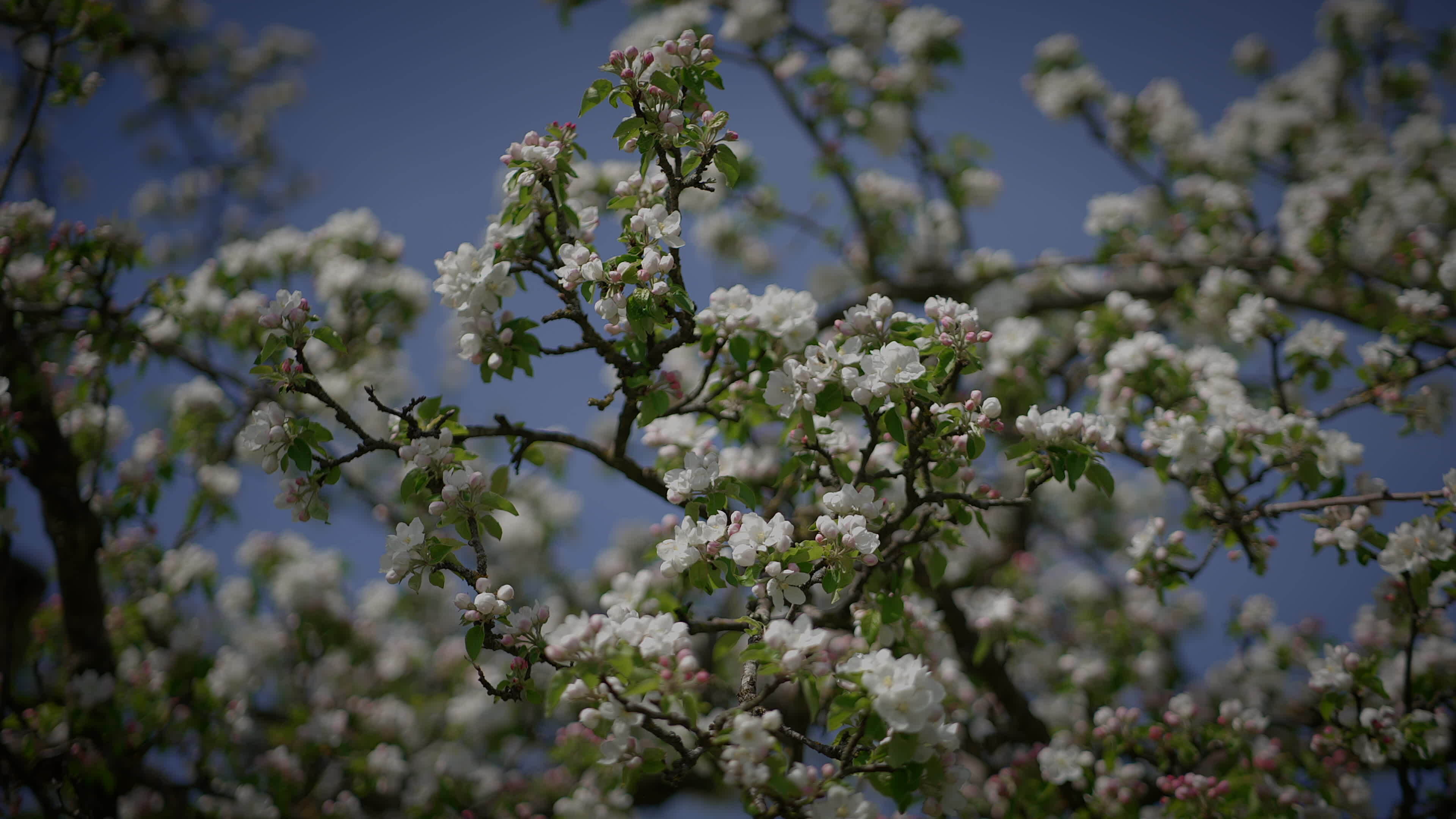 White Flowers of a Cherry Blossom on a Cherry Tree in Spring Season ...