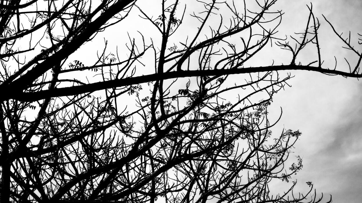 Tree Branch Outline Stock Photos, Images and Backgrounds for Free Download