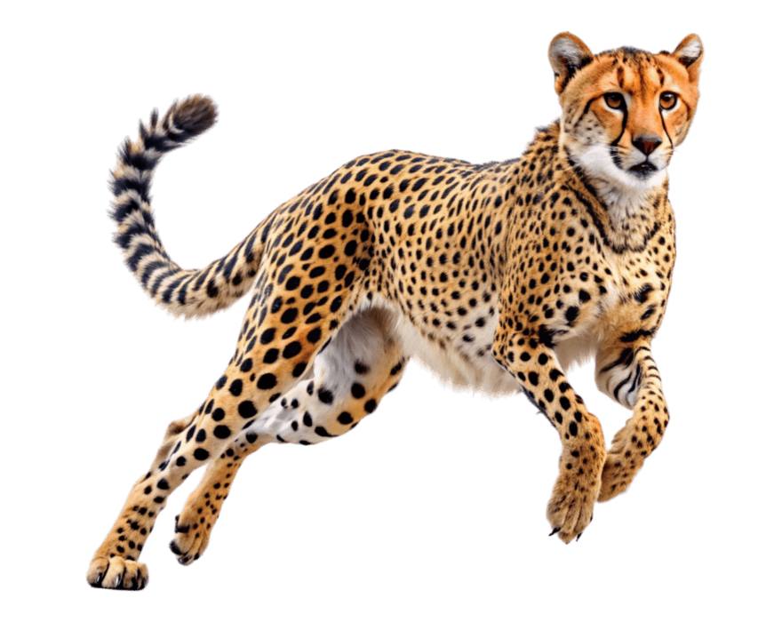 Animales PNG para descargar gratis