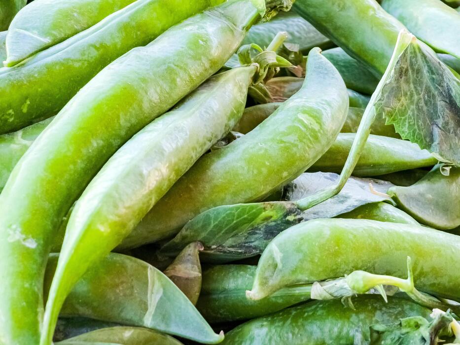 Pea Pod Stock Photos, Images and Backgrounds for Free Download