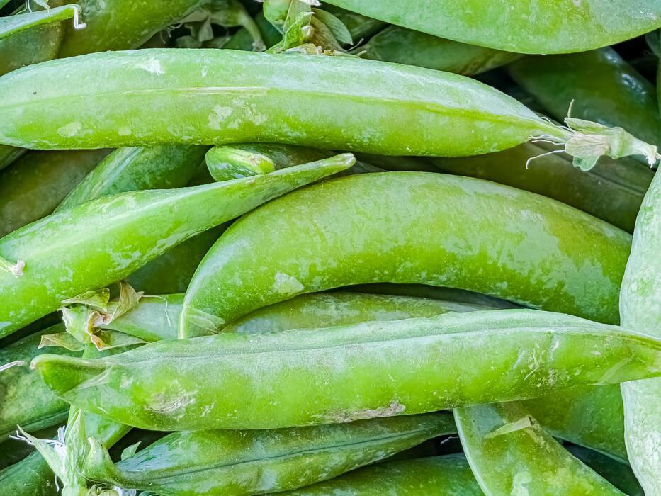 Pea Pod Stock Photos, Images and Backgrounds for Free Download