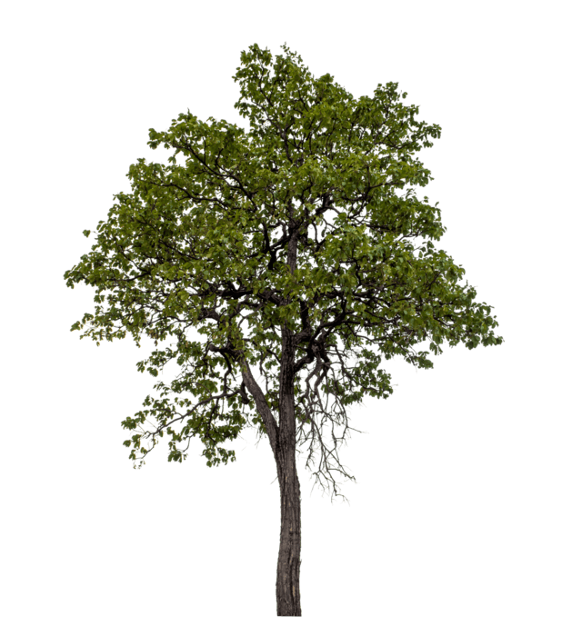 Tree Architecture PNGs for Free Download