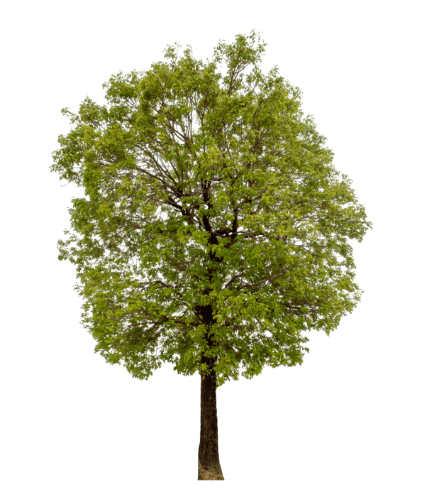 Tree Clip Art PNGs for Free Download