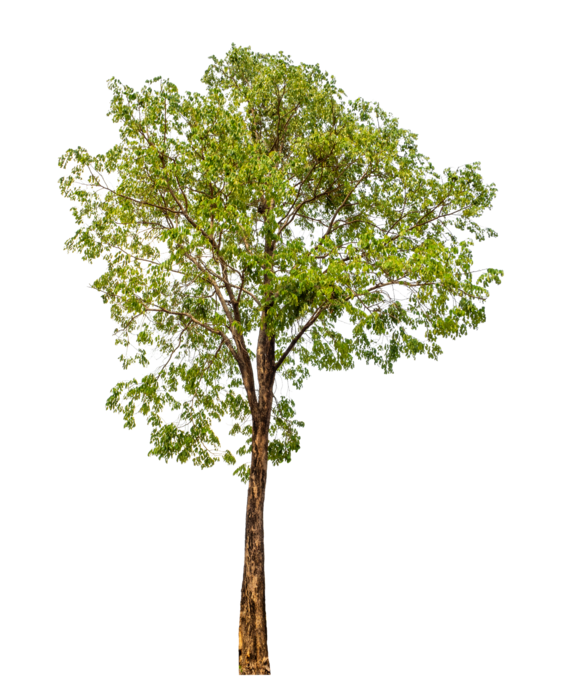 Animated Tree PNGs for Free Download