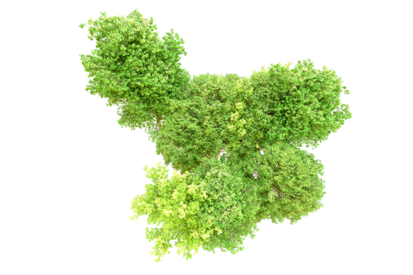 Watercolor Tree Top View Pngs For Free Download