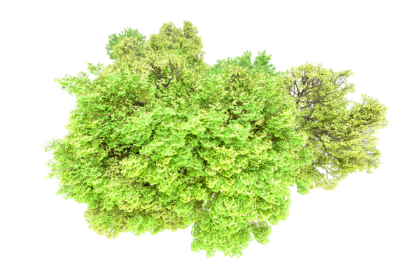 Watercolor Tree Top View Pngs For Free Download