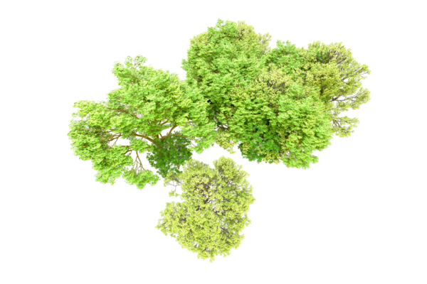 Watercolor Tree Top View Pngs For Free Download