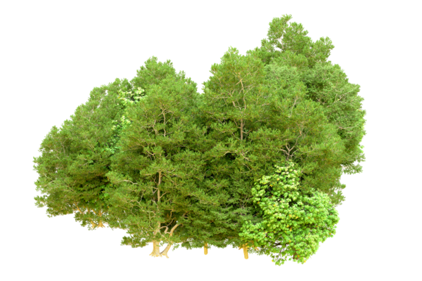 Pine Tree Leaves Pngs For Free Download