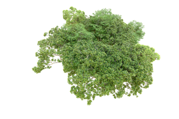 Watercolor Tree Top View Pngs For Free Download