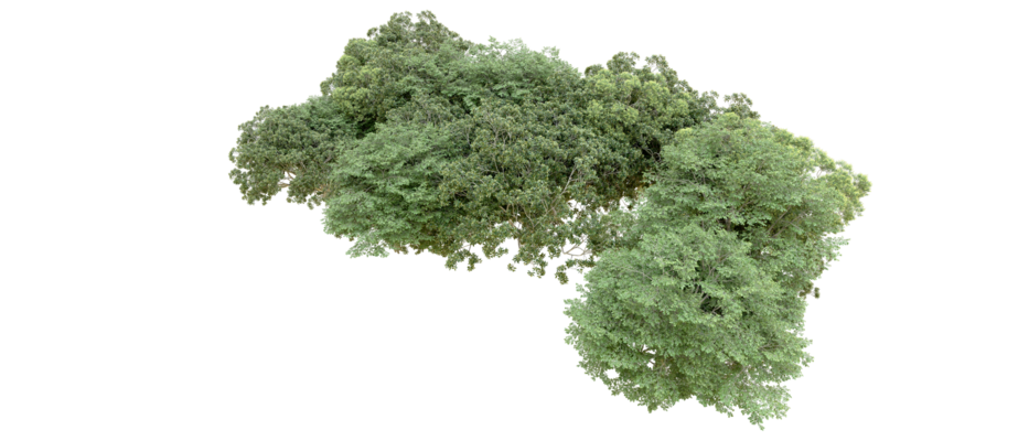 Watercolor Tree Top View Pngs For Free Download