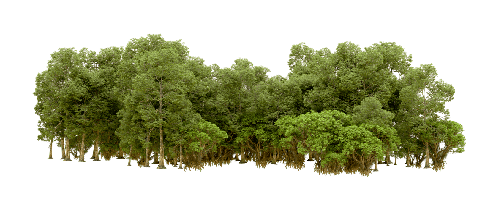 Forest Png PNGs for Free Download